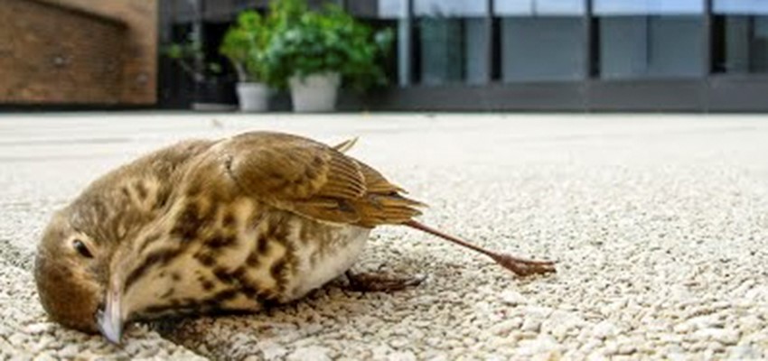 How to Reduce Bird-Building Collisions
